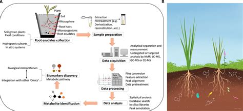 Frontiers Metabolomics Of Plant Root Exudates From Sample Preparation To Data Analysis