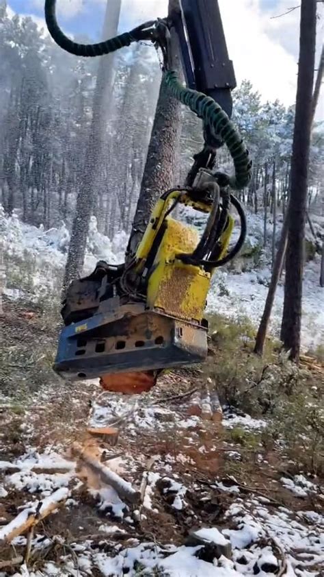 Dangerous Fastest Chainsaw Cutting Tree Machines Big Felling Tree Heavy Equipment Machine Artofit