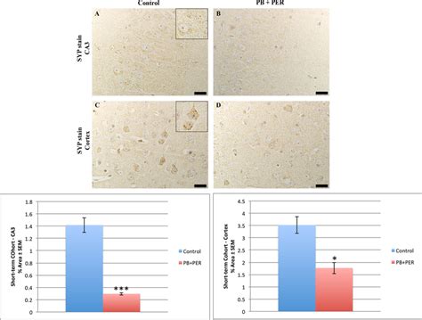 Pb Per Reduced Syp Staining In The Hippocampi And Cerebral Cortices