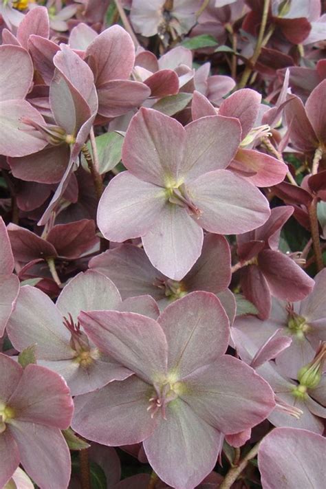 Helleborus X Ballardiae Merlin