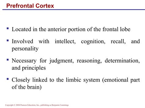 Cerebral Cortex Ppt