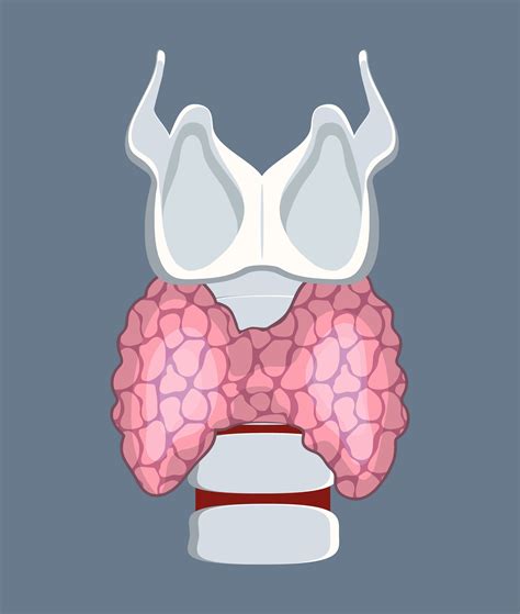 Thyroid Gland Isolated On Grey Background Hypothyroidism Design Vector