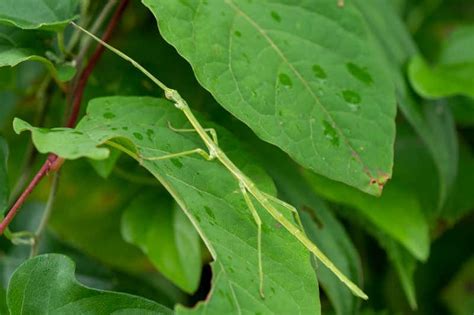 Female Stick Insect Clones Itself Despite Having Sex With Males New Scientist