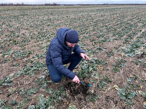 Frații Dînga Reveniți Din Străinătate Au Investit în Agricultură