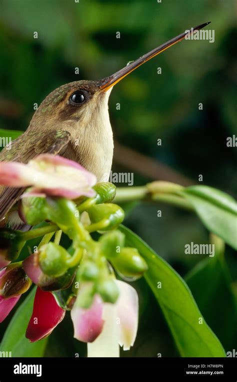 Straight Billed Hermit Phaethornis Bourcieri Hummingbird Portrait Amazon Ecosystem Brazil