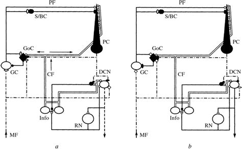The Modulating Effects Of The Inferior Olive On Modification Of