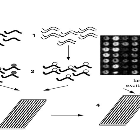 Gene Expression Analysis Using A Dna Microarray See Text For Download Scientific Diagram