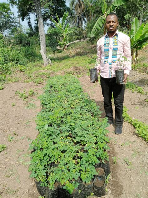 Plant 25000 Agroforestry Trees In Foumban Globalgiving