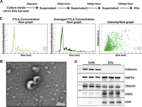 isolation and characterization of esc msc evs a flowchart for the