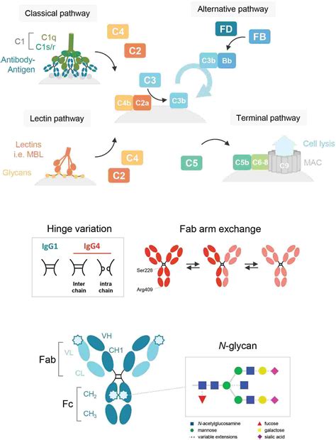 Complement System Infographic Poster Complement System Infographic