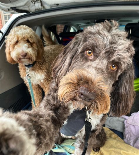 Urban Chewie 💙 We Have A Couple Cockapoos On Our Group Walks And