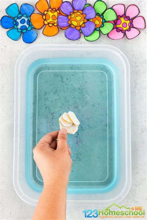 Simple Blooming Flowers Capillary Action Experiment Free Template Artofit