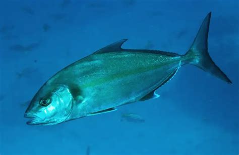 Amberjack Description Habitat Image Diet And Interesting Facts