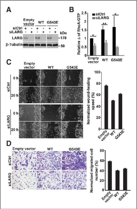 Figure 5 From Iodide Transporter Nis Regulates Cancer Cell Motility And