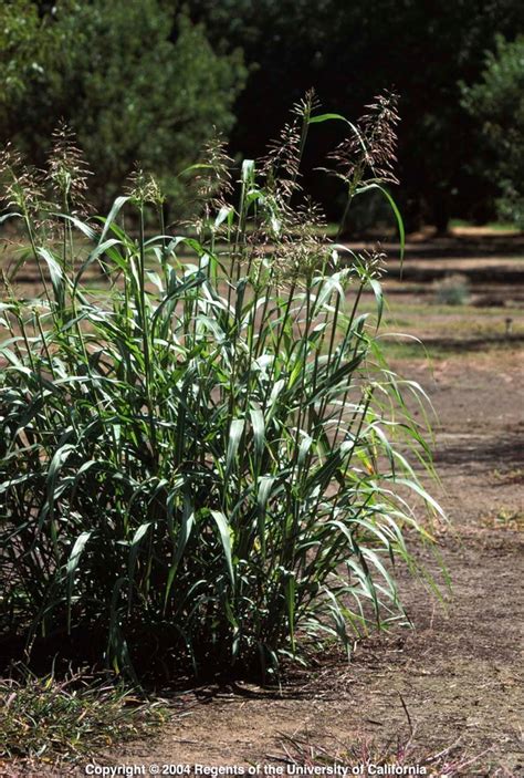 Johnsongrass Description At Holly Hernandez Blog