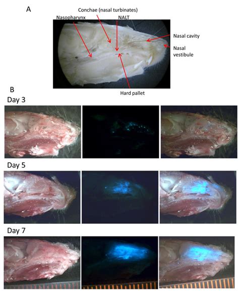 Mice Were Infected In With 1000 10×ld 50 Pfu Of Ectv Gfp A Mouse Download Scientific