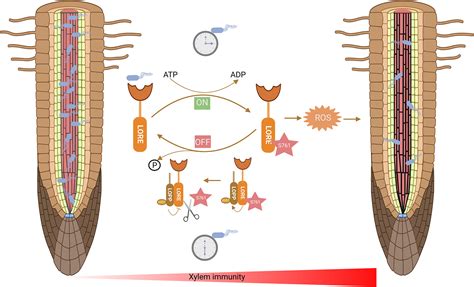 Reversible Phosphorylation Of A Lectin Receptor Like Kinase Controls Xylem Immunity Cell Host