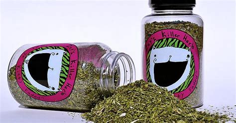 Best Catnip On Planet Earth Oc Imgur