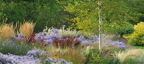 Ornamental Grasses Sedges And Bamboos Ashwood Nurseries Mail Order