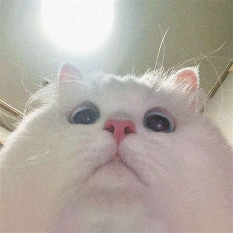 Funny Cat Pfp That Will Make You Laugh Hard Amj
