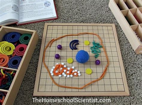 Super Fun Ways To Make A Cell Model Weird Unsocialized Homebabeers