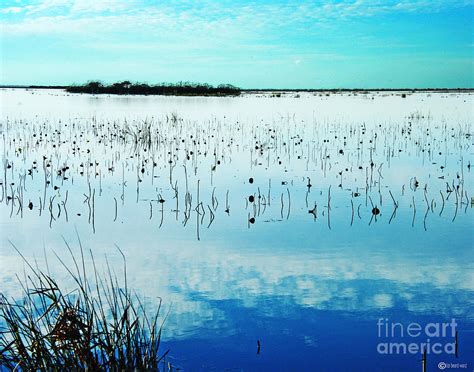 Lacassine Nwr Blue Pool Photograph By Lizi Beard Ward Pixels