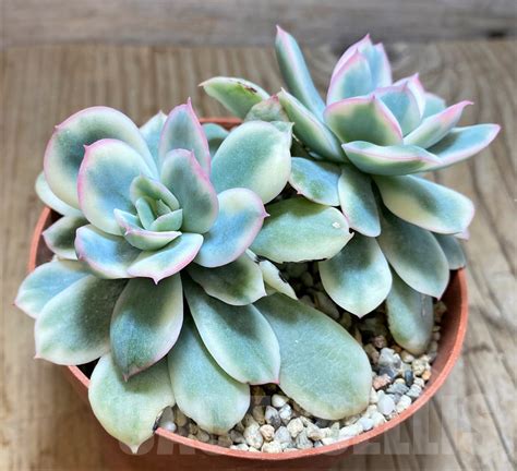Shpr42814 Echeveria ‘lemon And Lime White Mutation Cactus Online