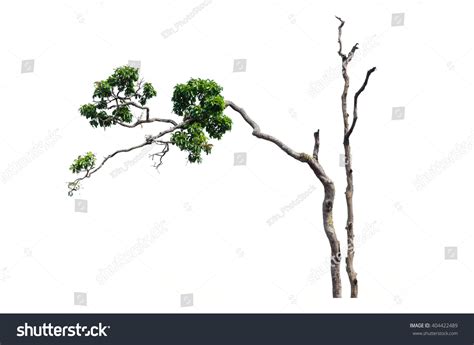 Tree Isolated On White Stock Photo Shutterstock