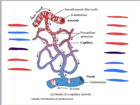 Post Capillary Venules At Luis Lamarre Blog