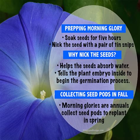 Morning Glory Seed Pods