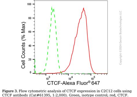 Kd Validated Anti Ctcf Rabbit Monoclonal Ab61395 Genuin Biotech