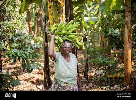 An African Woman Carries A Bunch Of Freshly Harvested Bananas On Her