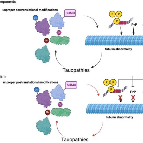 The Main Components Of The Pathogenic Spiral Influencing Microtubules