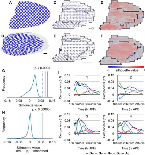 Segmentation Of Drosophila Wing Blade Into Four Regions Ab