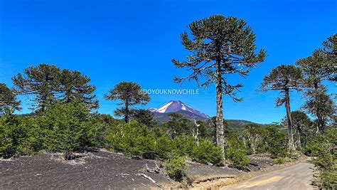 Parque Nacional Conguillío Do You Know Chile