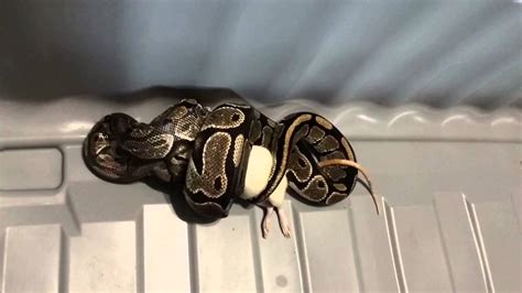 Ball Python Eating Rat Time Lapse Youtube