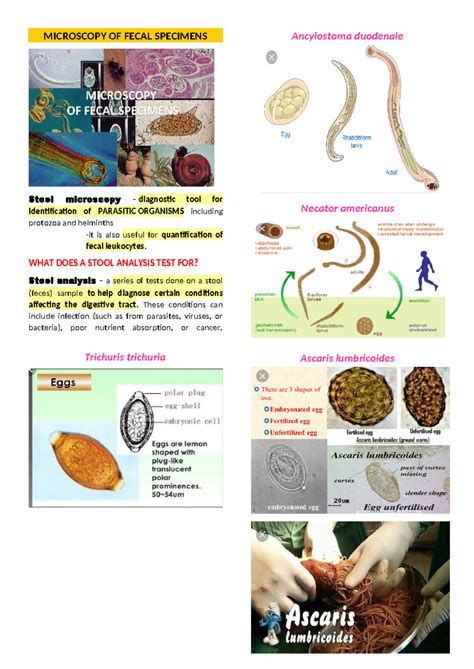 Microscopy Of Fecal Specimens Microscopy Of Fecal Specimens Stool Microscopy Diagnostic Tool