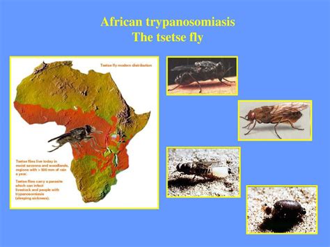 Ppt African Trypanosomiasis Trypanosoma Brucei Powerpoint Presentation Id 111339
