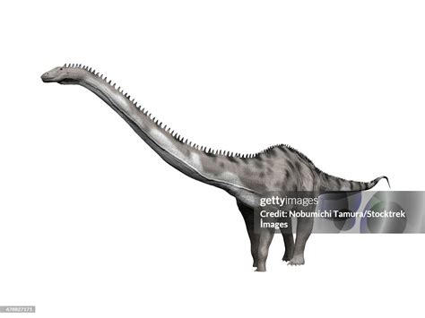 Diplodocus Hallorum Is A Sauropod From The Late Jurassic Period High