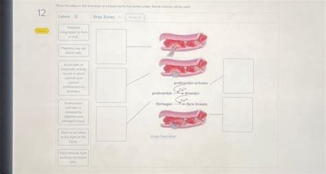 Solved 12 Skipped Place The Steps In The Formation Of A