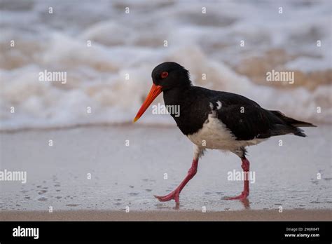 A Solitary Oyster Catcher Forages For Shellfish Along The Shoreline Of