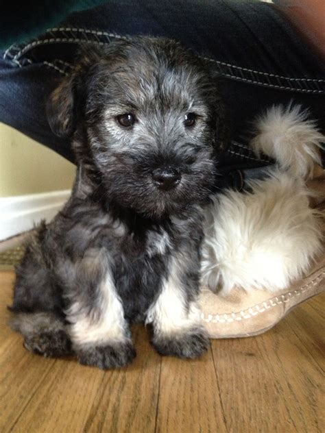 Schnoodle Puppies For Sale Schnoodle Breeder In Iowa Artofit