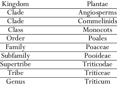 Kingdom Classification Of Wheat Download Scientific Diagram
