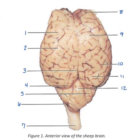 Biol 2251 The Sheep Brian Flashcards Quizlet