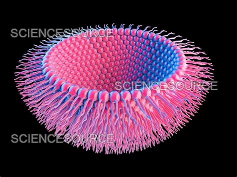 Inverse Micelle Illustration Stock Image Science Source Images