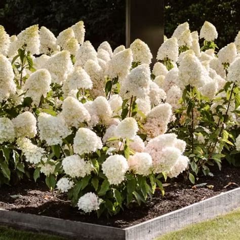 Hydrangea Living Raspberry Pink Elegantná Hortenzia S Farebným