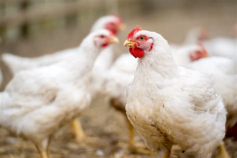 Cornish Cross Chicken