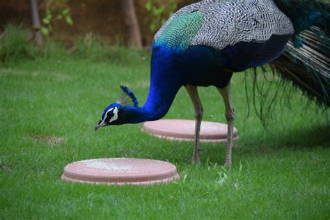 12 Things Peacocks Like To Eat Most Diet Care And Feeding Tips