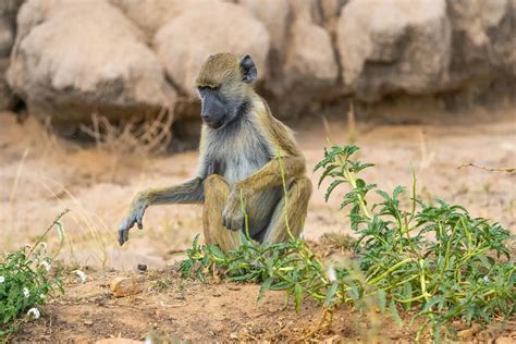 Ultimate African Wildlife Guide Ecology Habitats And Species