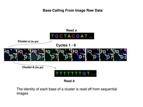 Ppt Affymetrix Microarray And Illumina Solexa Nextgen Sequencing